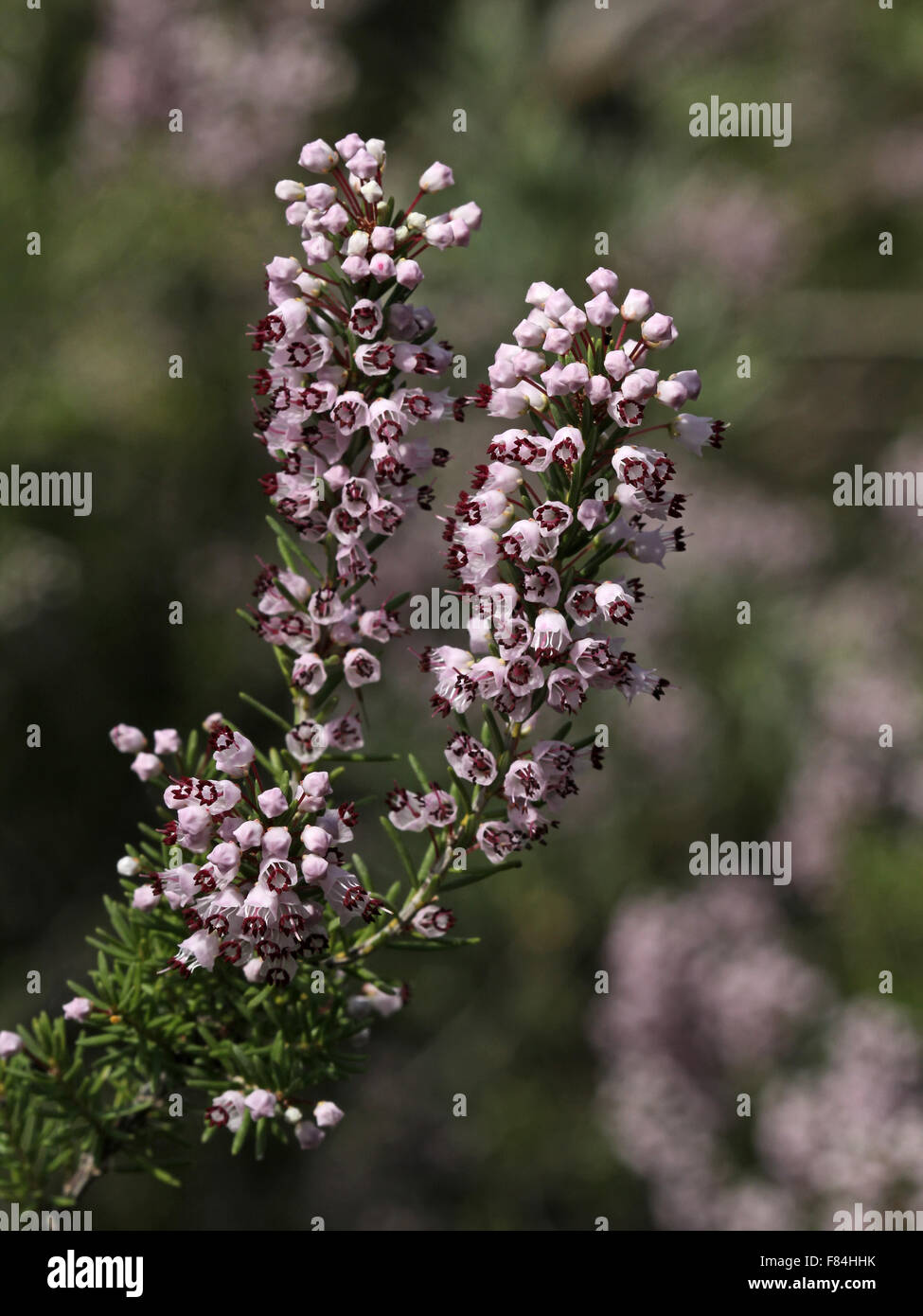 Flowering branch of Erica manipulifora growing in pine forest in Side ...