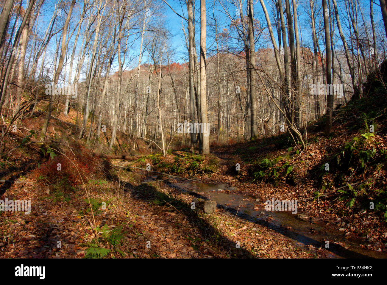 A narrow stream meanders through the forest in northern Baltimore ...