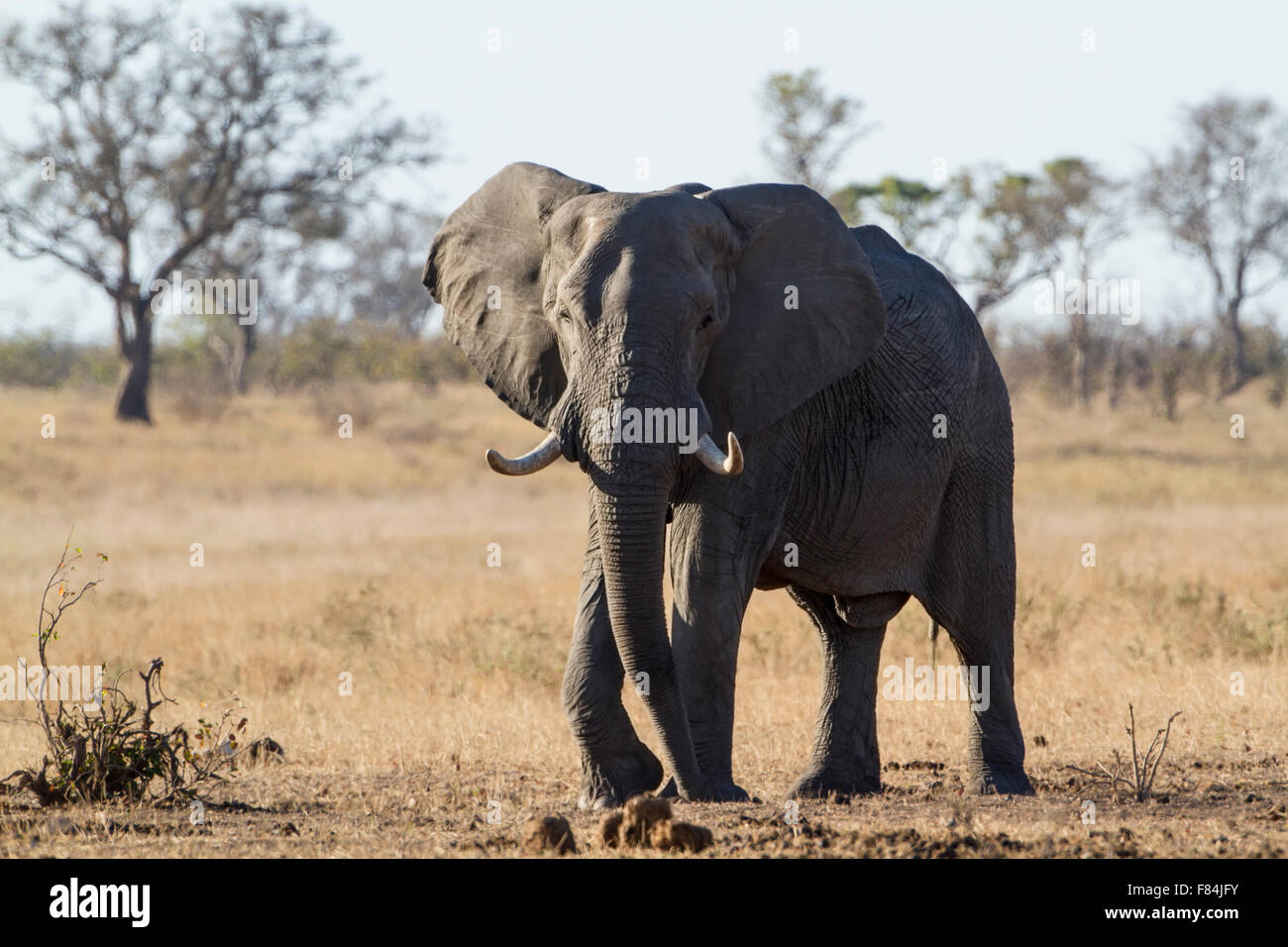 African bush elephant Specie Loxodonta africana family of elephantidae ...