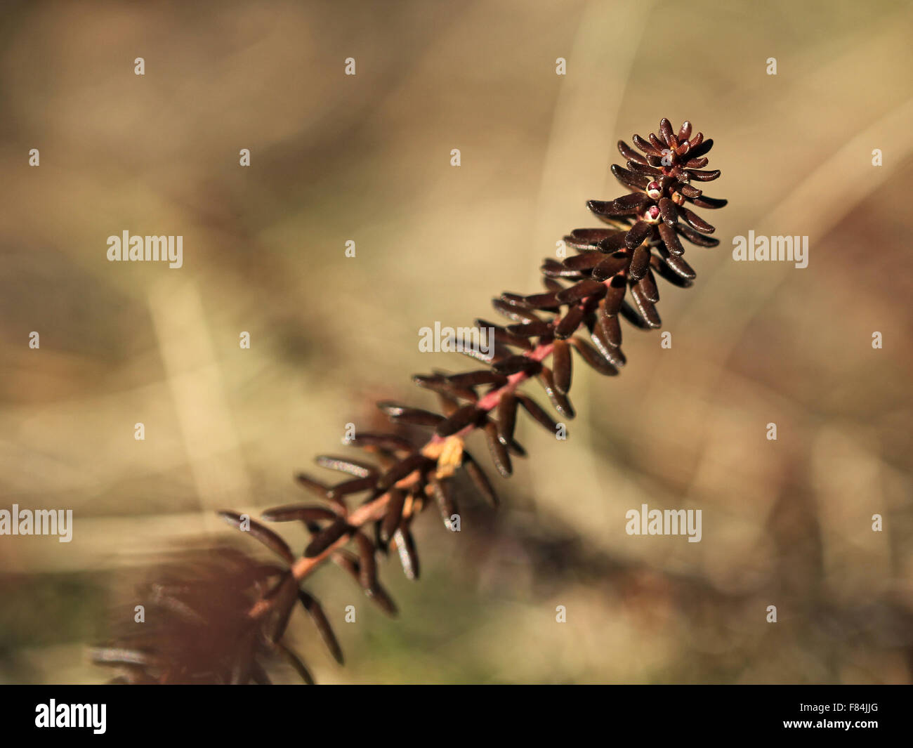 Branch of black crowberry (Empetrum nigrum ssp. hermaphroditum) with ...