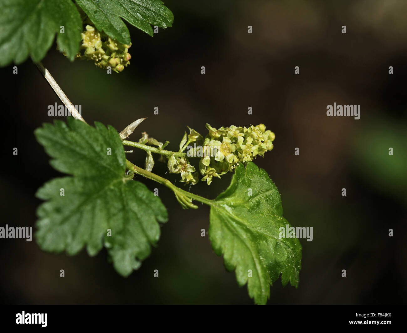 Male staminate flowers hi-res stock photography and images - Alamy