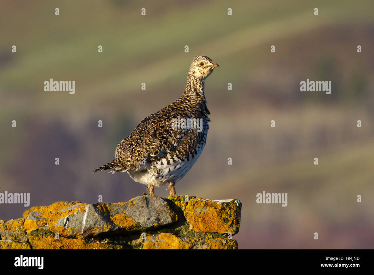Posing Sharptail Grouse Stock Photo - Alamy