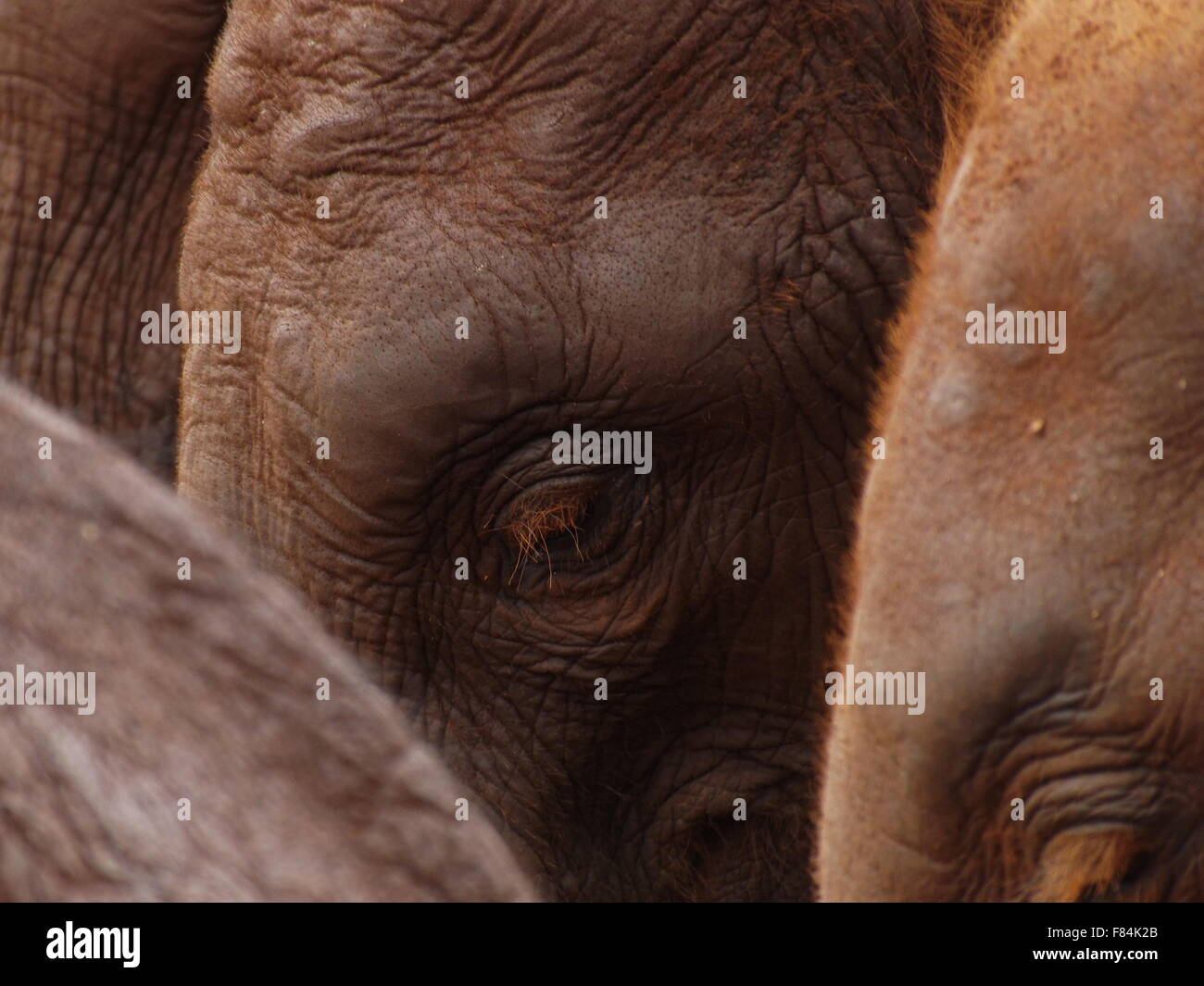 Elephants line up in hi-res stock photography and images - Alamy
