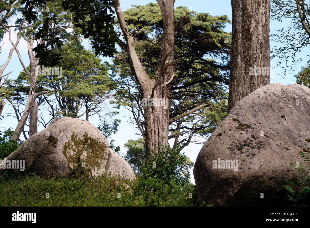 Pine branch tree rocks hi-res stock photography and images - Alamy