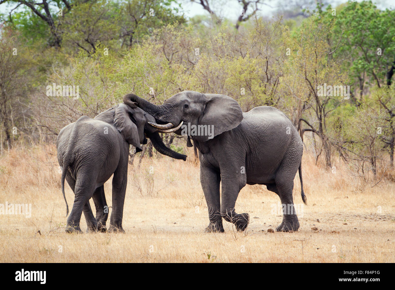 African bush elephant Specie Loxodonta africana family of elephantidae ...