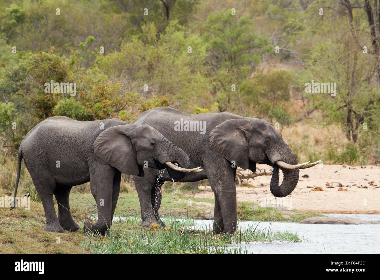 African bush elephant Specie Loxodonta africana family of elephantidae ...
