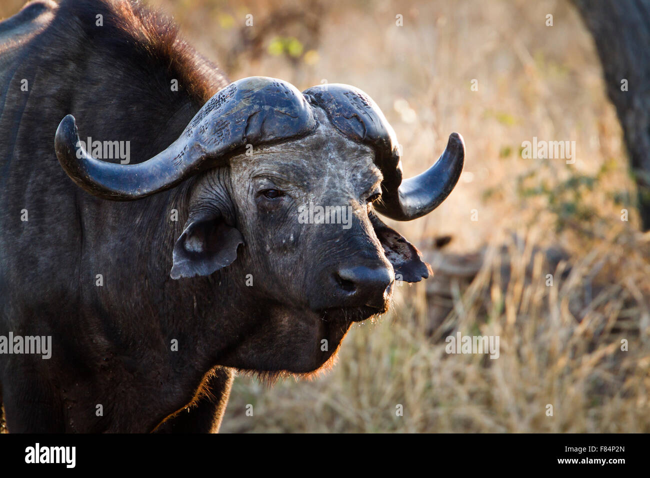 African wild buffalo Specie Syncerus caffer family of bovidae Stock ...
