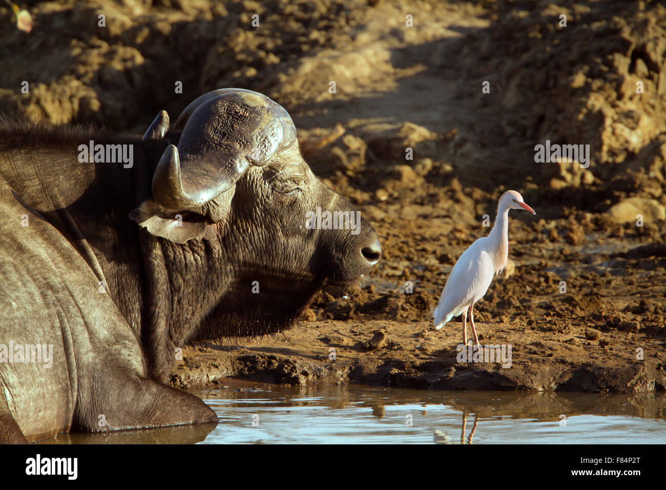 African wild buffalo Specie Syncerus caffer family of bovidae Stock ...