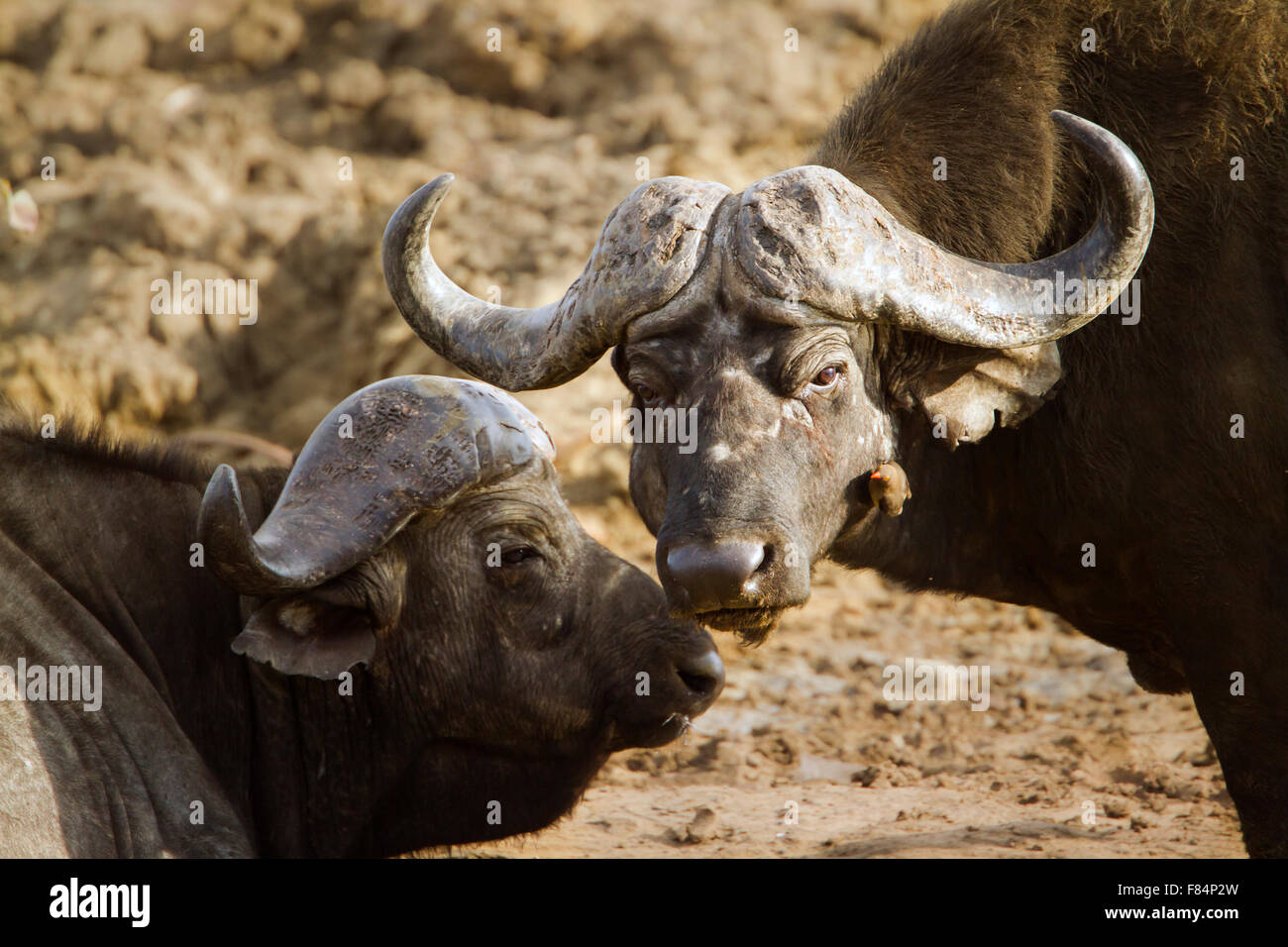 Family bovidae hi-res stock photography and images - Alamy