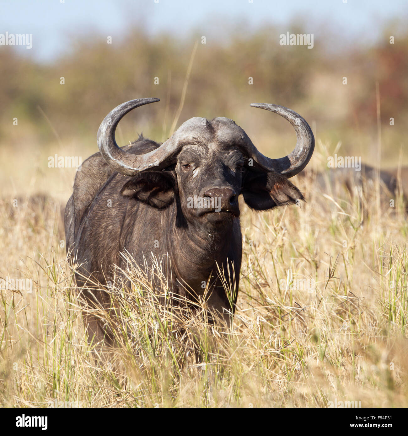 African wild buffalo Specie Syncerus caffer family of bovidae Stock ...