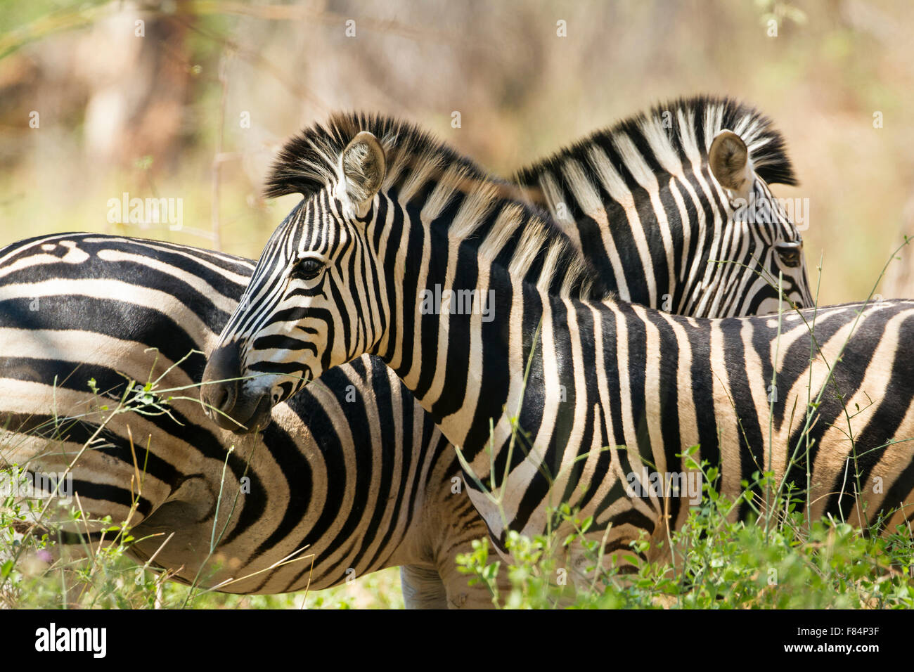 Burchell's zebra Specie Equus quagga burchellii family of equidae Stock ...
