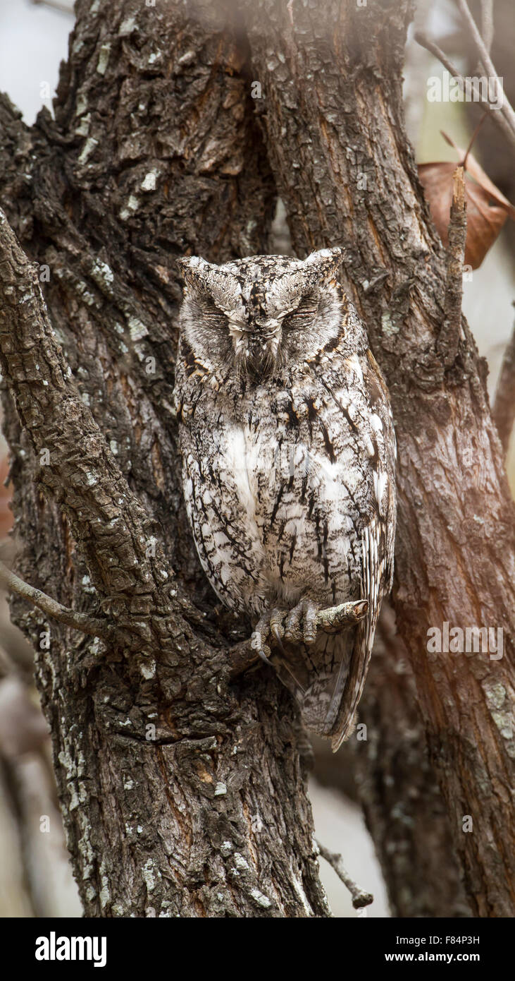 Family of strigidae hi-res stock photography and images - Alamy