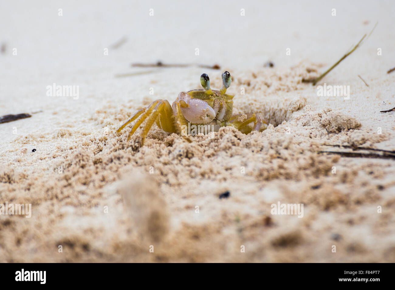 Sand crab on the Cayo's Stock Photo - Alamy