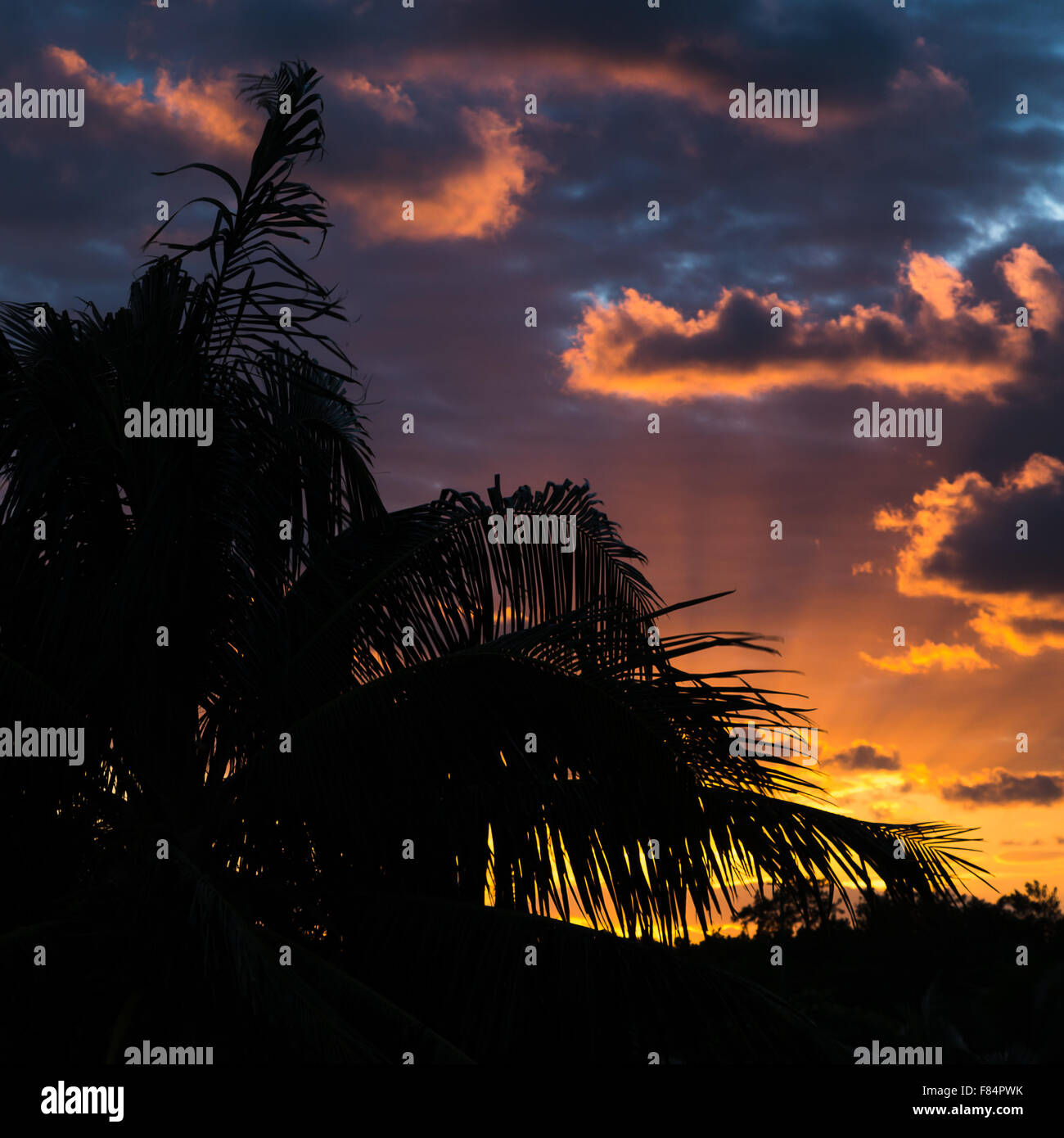 Purple susnet hi-res stock photography and images - Alamy