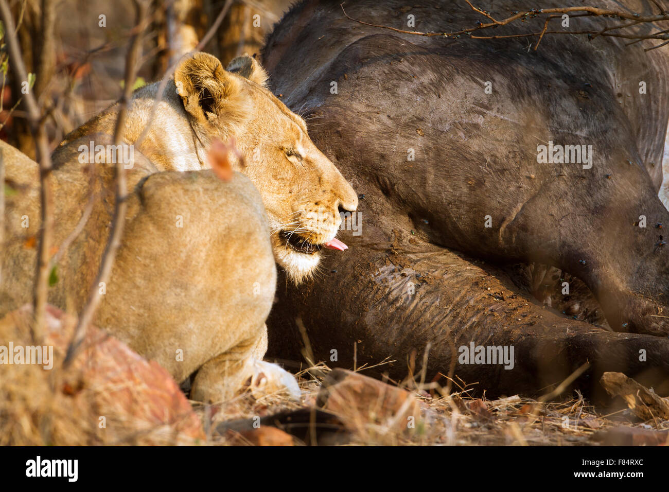 Lioness with prey Specie Panthera leo family of felidae Stock Photo - Alamy