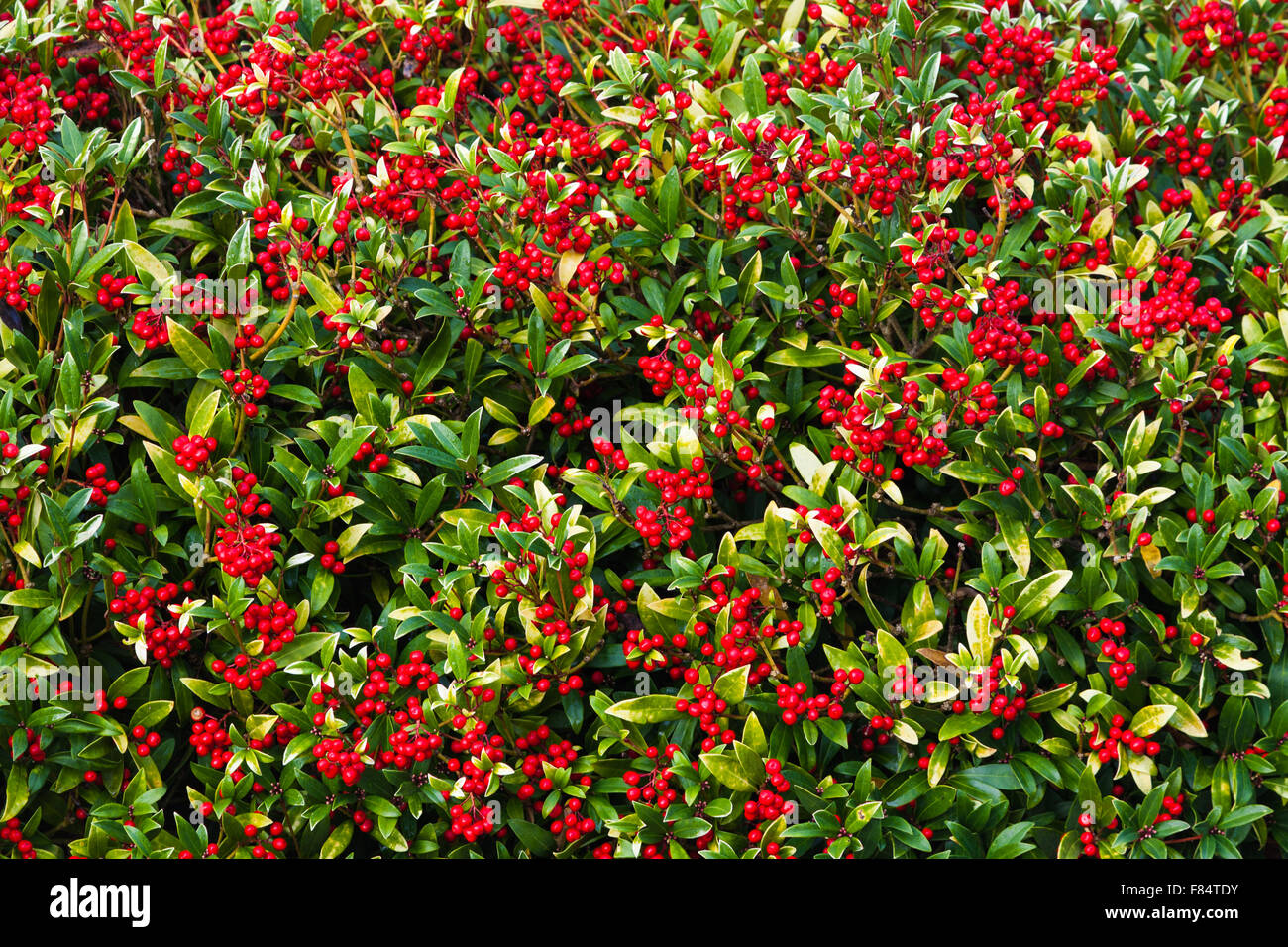 Abstract image of a shrub with bright red berries Stock Photo - Alamy
