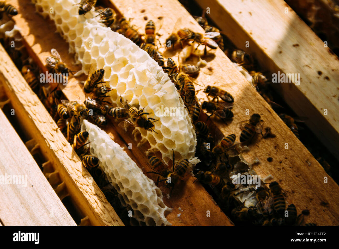 Taiyuan, Shanxi province, China - The view of many bees in bee hive ...
