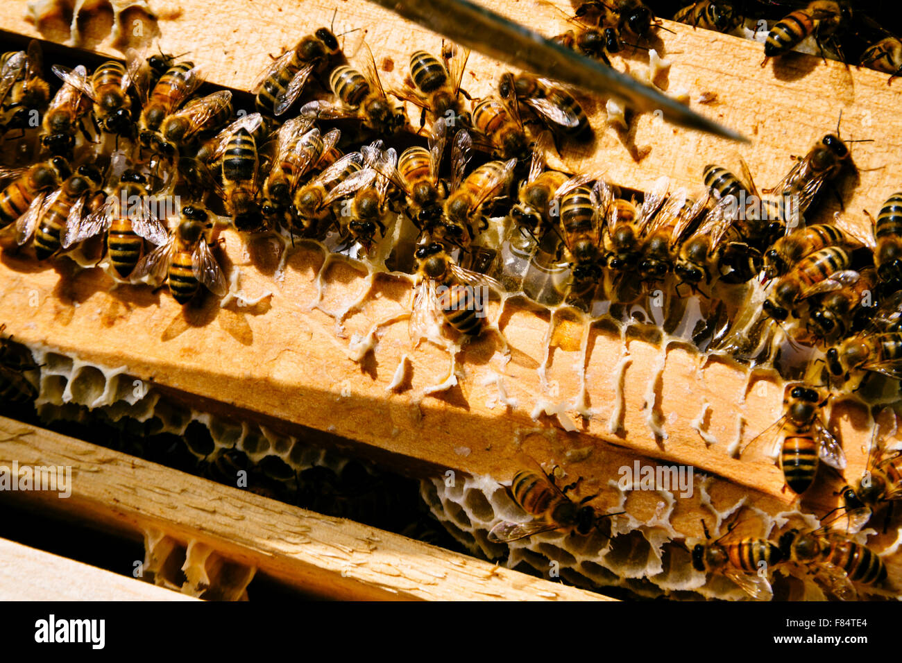 Taiyuan, Shanxi province, China - The view of many bees in bee hive ...
