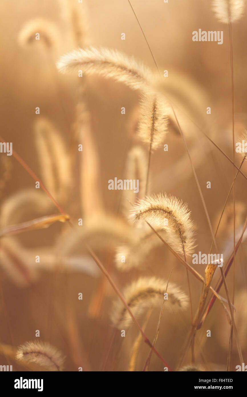 Close up of beautiful green bristlegrass in Autumn Stock Photo - Alamy
