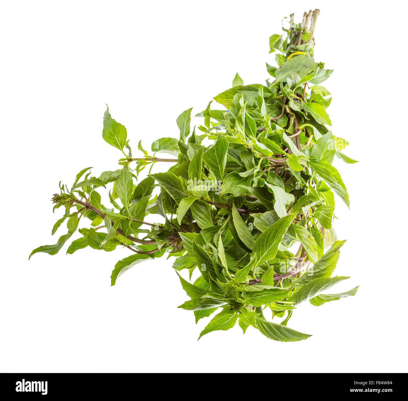 Pepper mint isolated on white background Stock Photo - Alamy