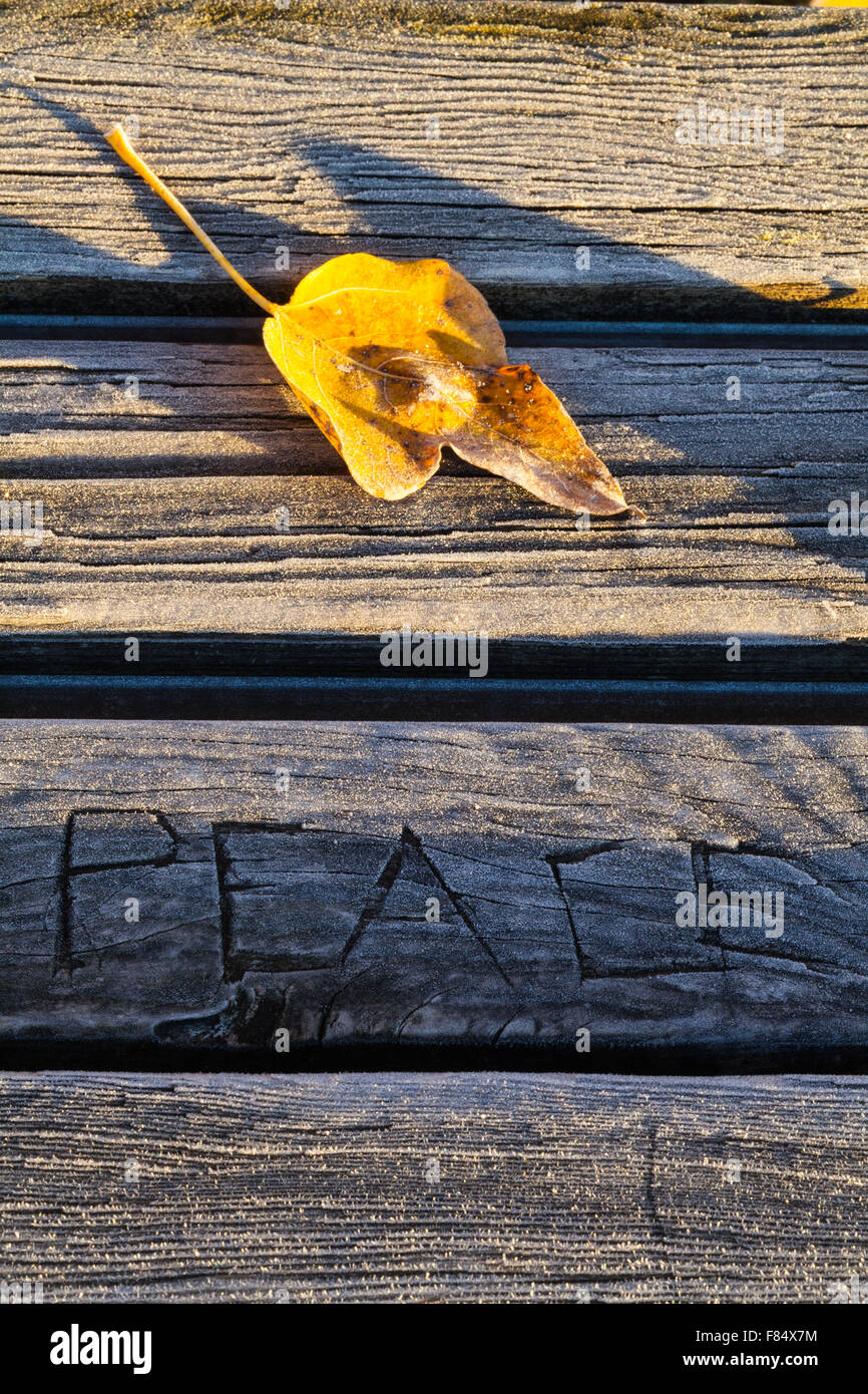 Yellow leaves on a park bench with a carved message in the wooden slat ...
