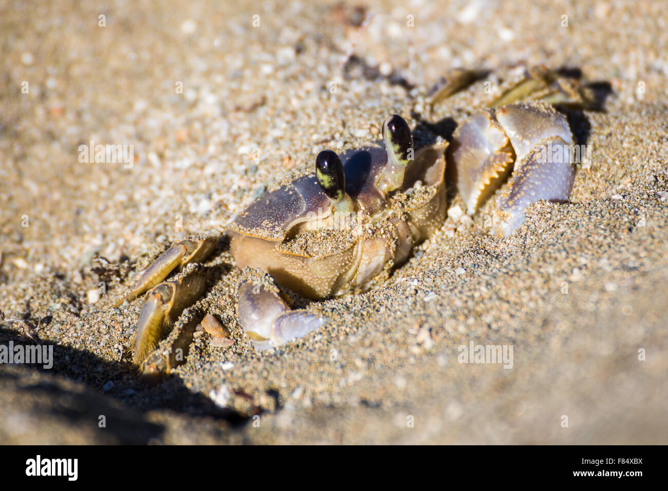 A fully grown sand crab pauses in the sand as he waits for a threat to ...