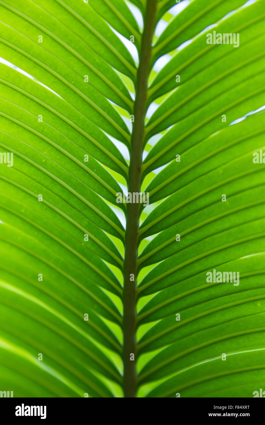 El nicho cuba hi-res stock photography and images - Alamy