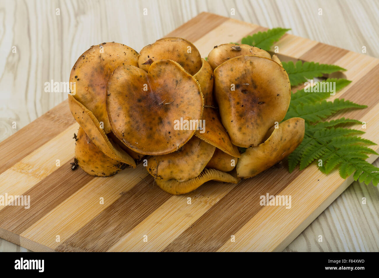Armillaria - wild mushroom in the wooden background Stock Photo - Alamy