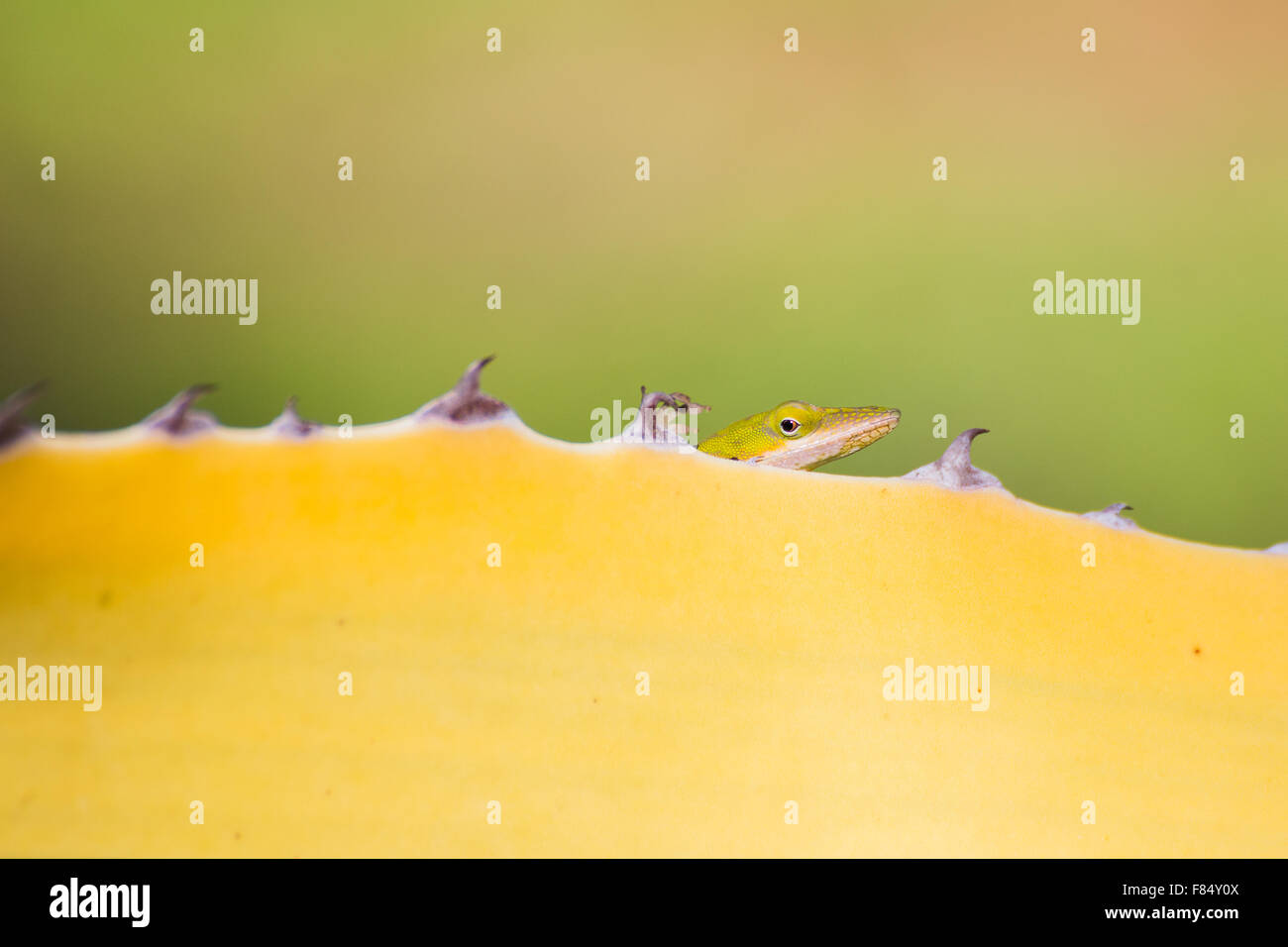 A Green anole peaks over the top of a curved spiky leaf in Cuba Stock ...