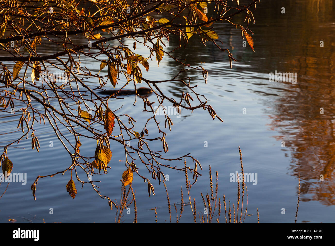 Alder branches and leaves overhanging a river with a Beaver swimming by ...