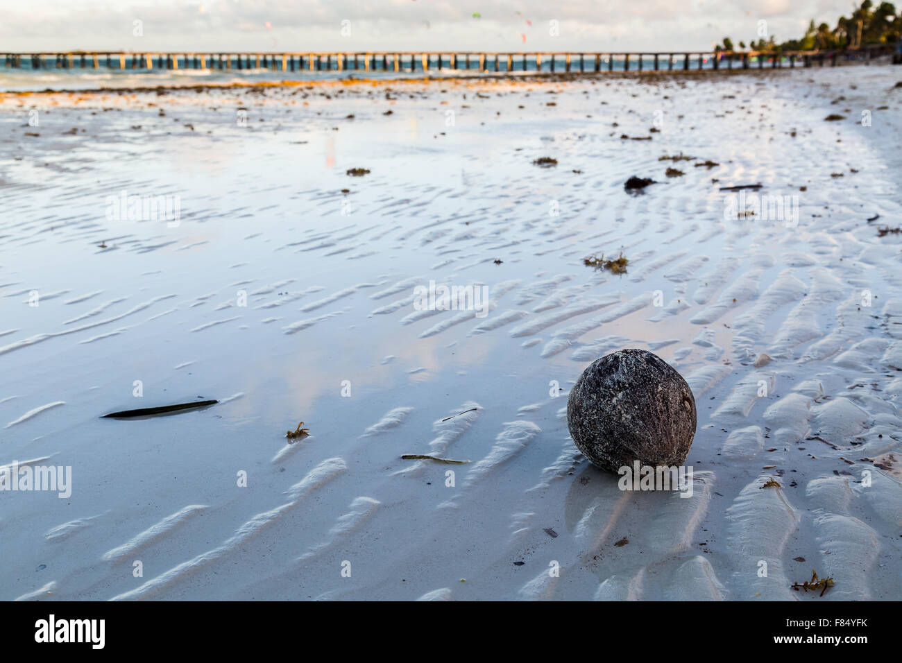 Coconut washed up on the beach Stock Photo - Alamy