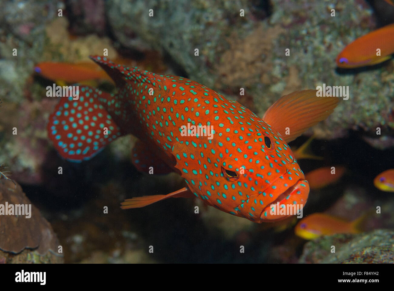 Cephalopholis miniata reef hi-res stock photography and images - Alamy