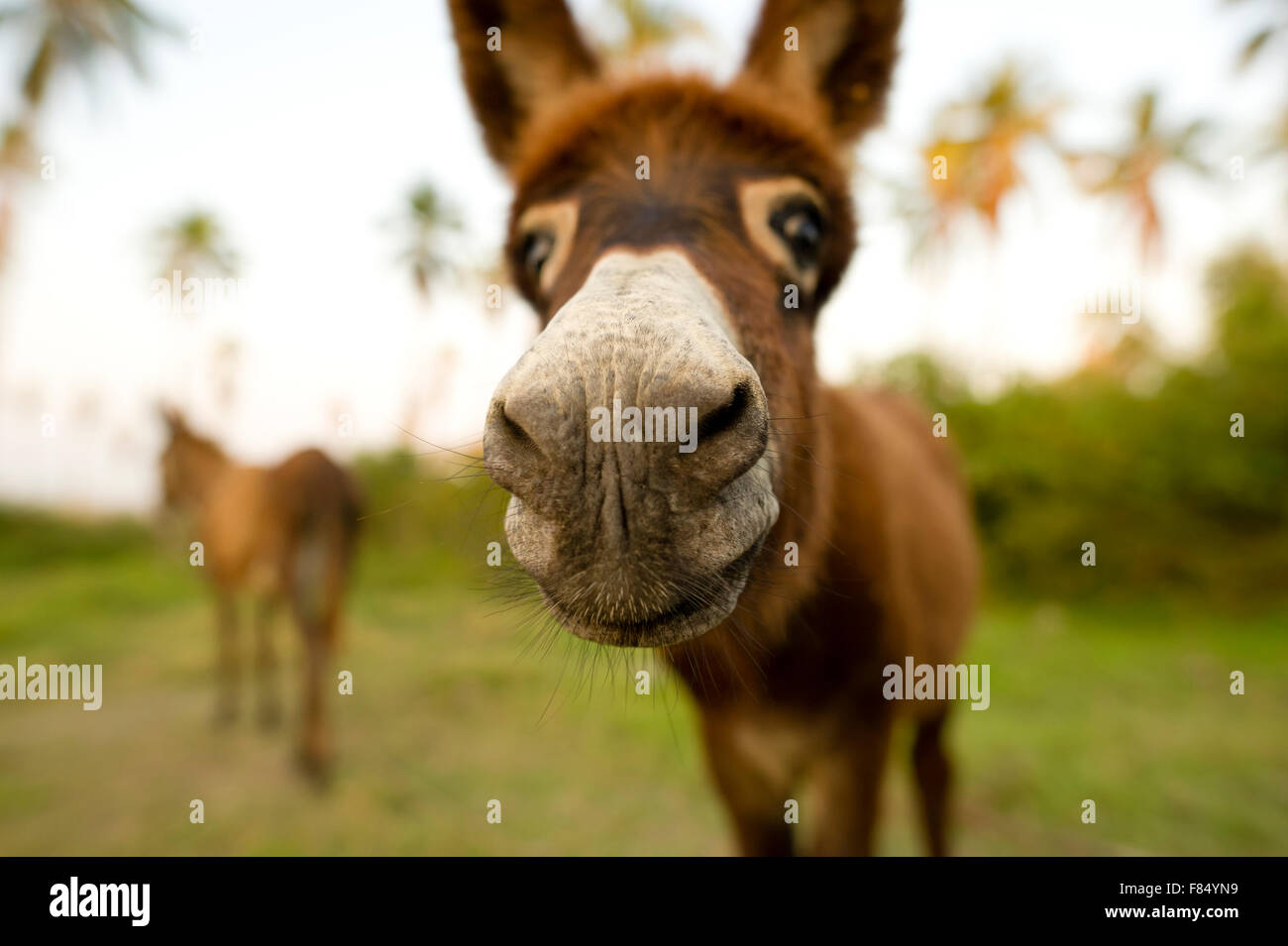 Donkey is a cute young donkey nose closeup curiously looking into the ...