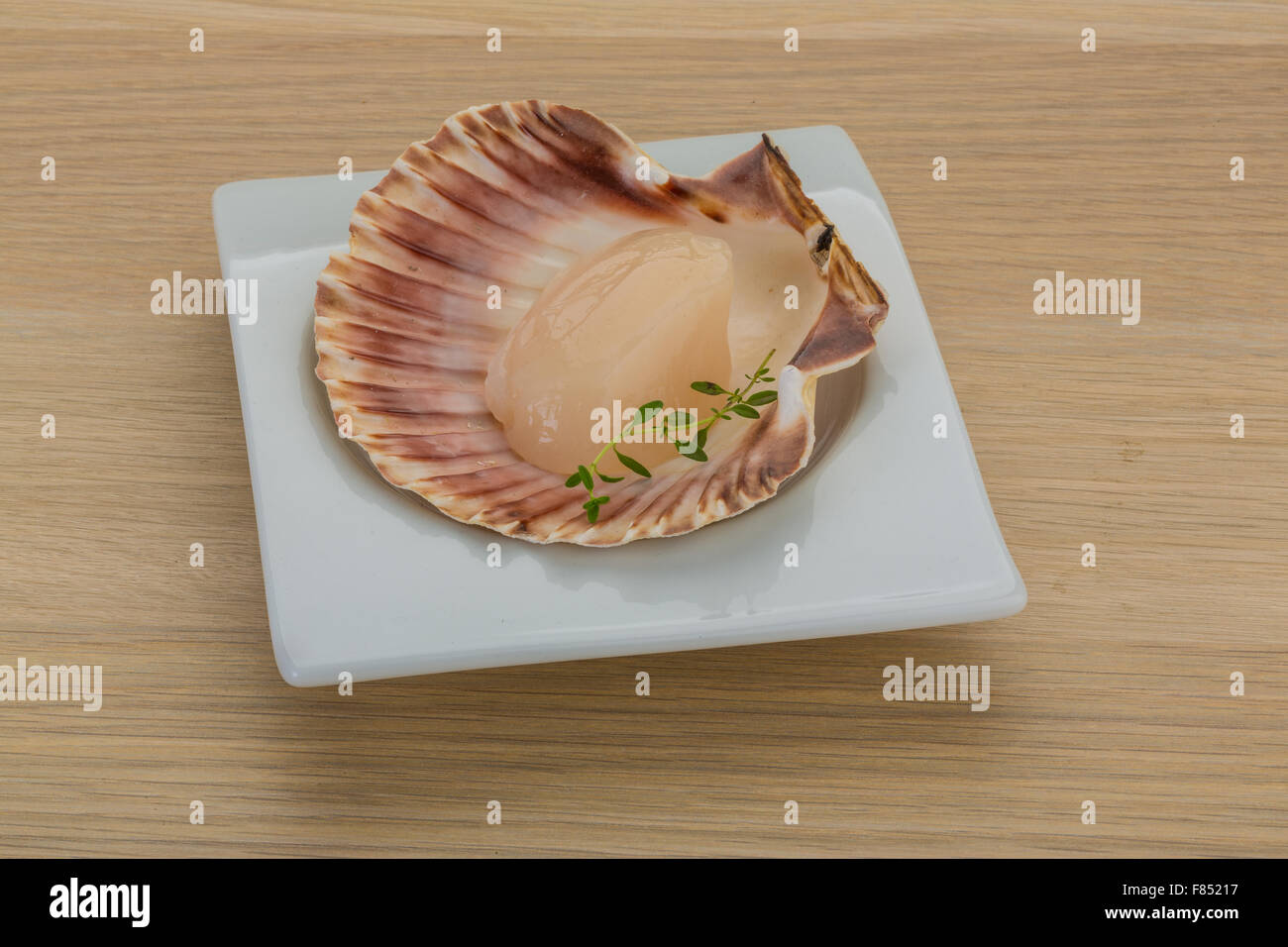 Queen scallop aequipecten opercularis hi-res stock photography and ...
