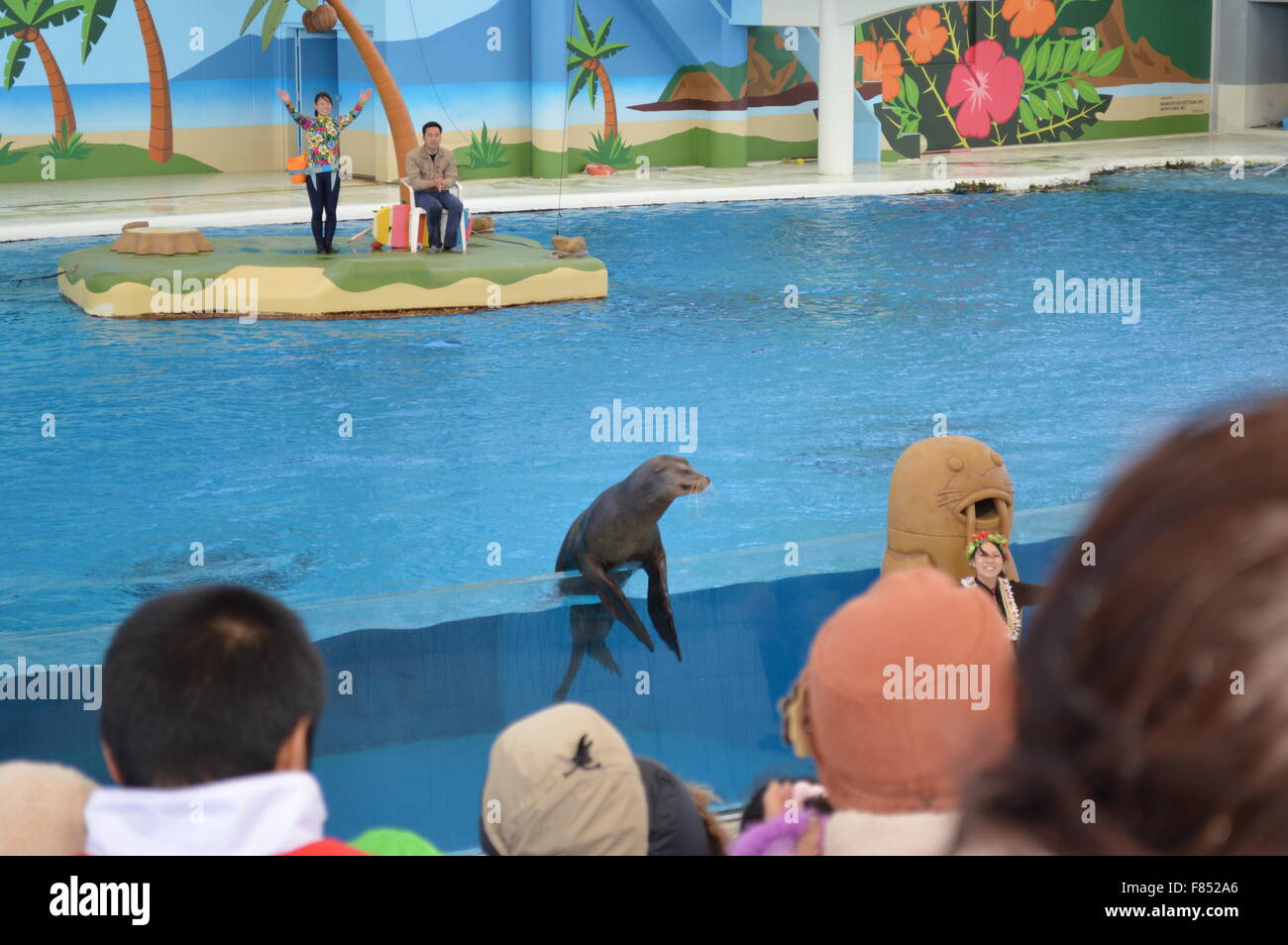 Dolphin dance in Sea aquarium: Biggest collection of fishes and sea ...