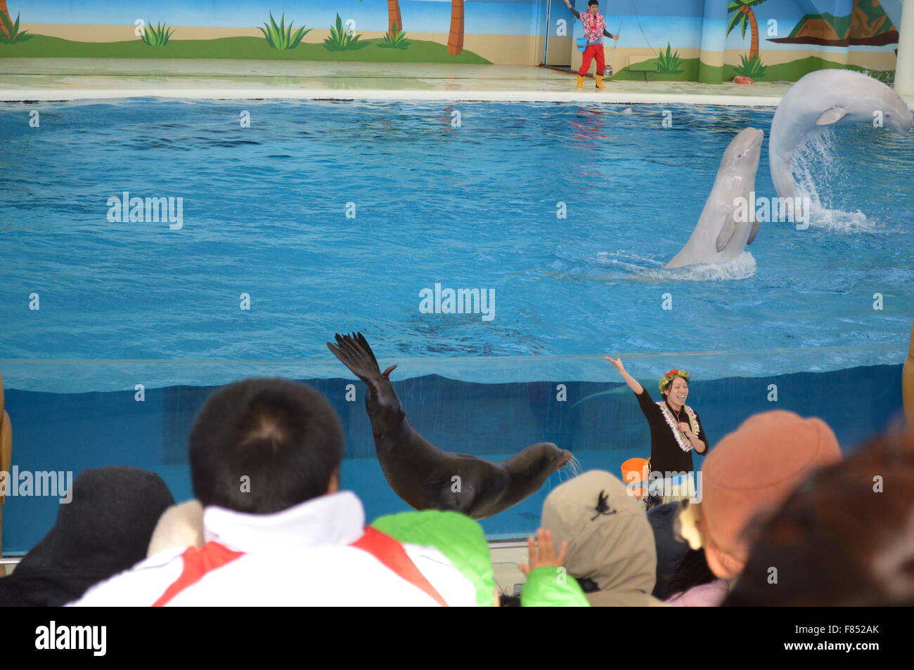 Dolphin dance in Sea aquarium: Biggest collection of fishes and sea ...