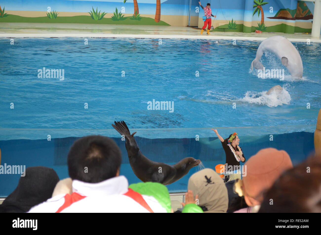 Dolphin dance in Sea aquarium: Biggest collection of fishes and sea ...