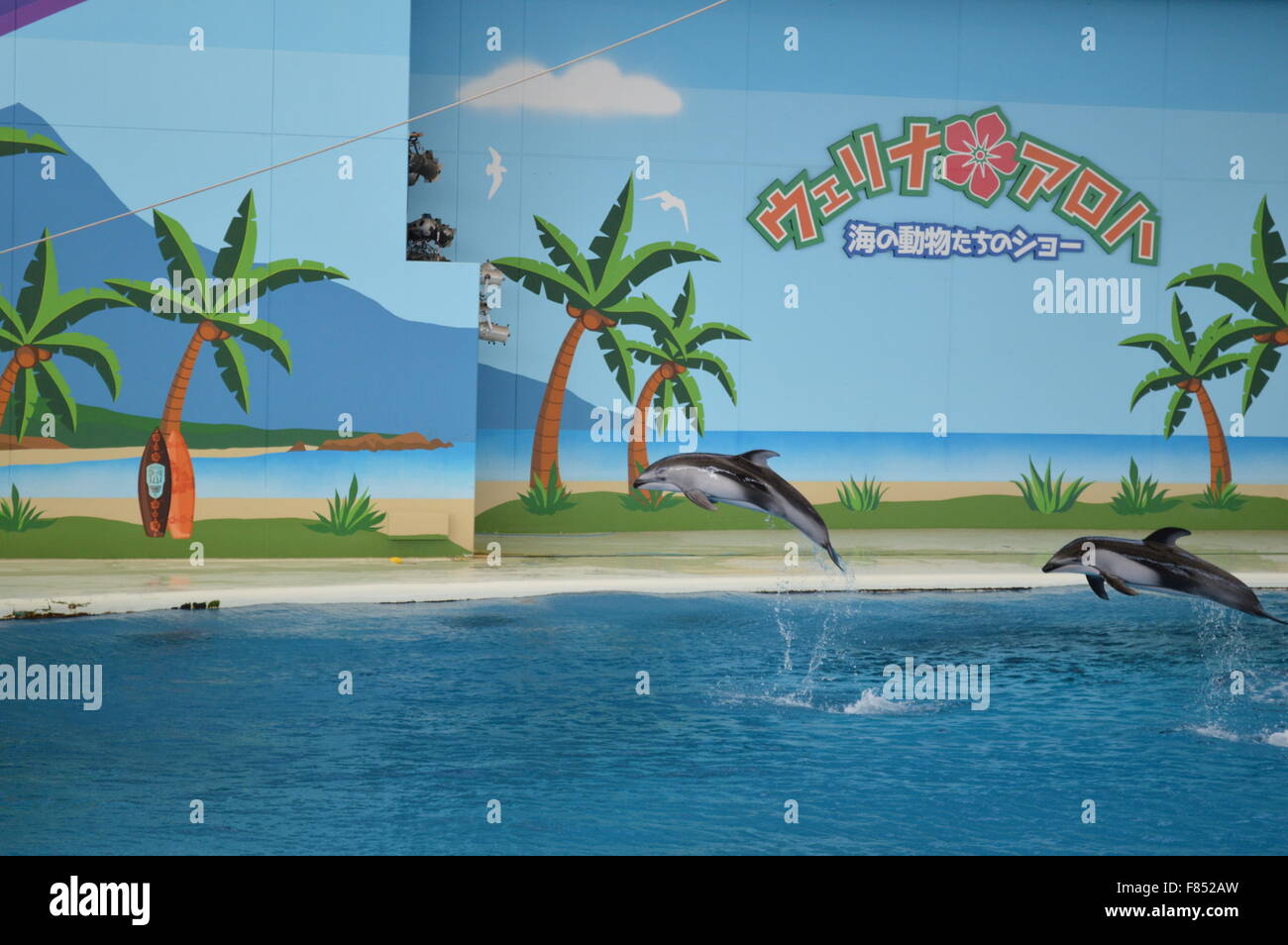 Dolphin dance in Sea aquarium: Biggest collection of fishes and sea ...