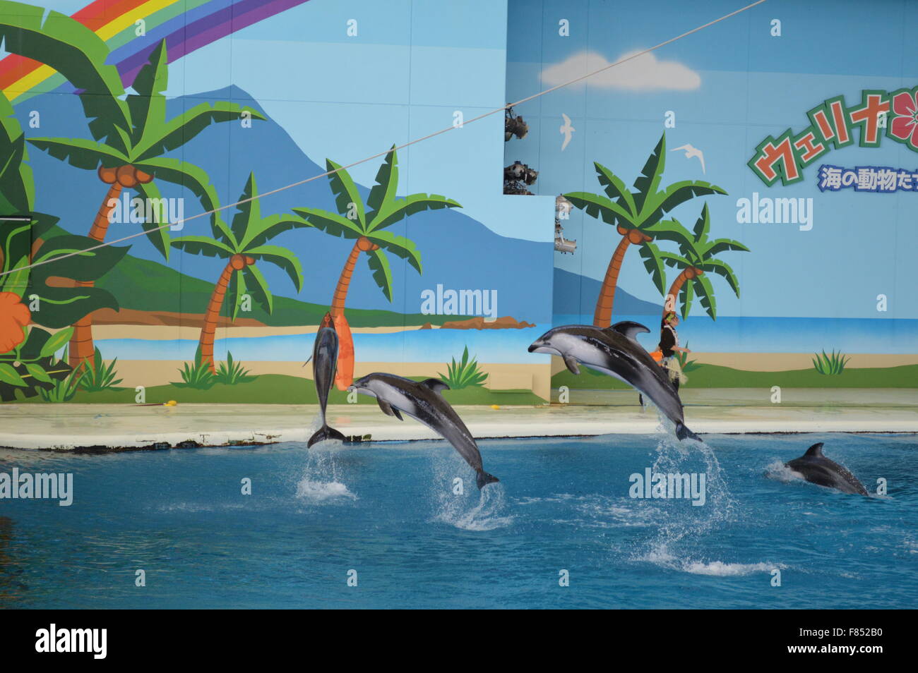 Dolphin dance in Sea aquarium: Biggest collection of fishes and sea ...