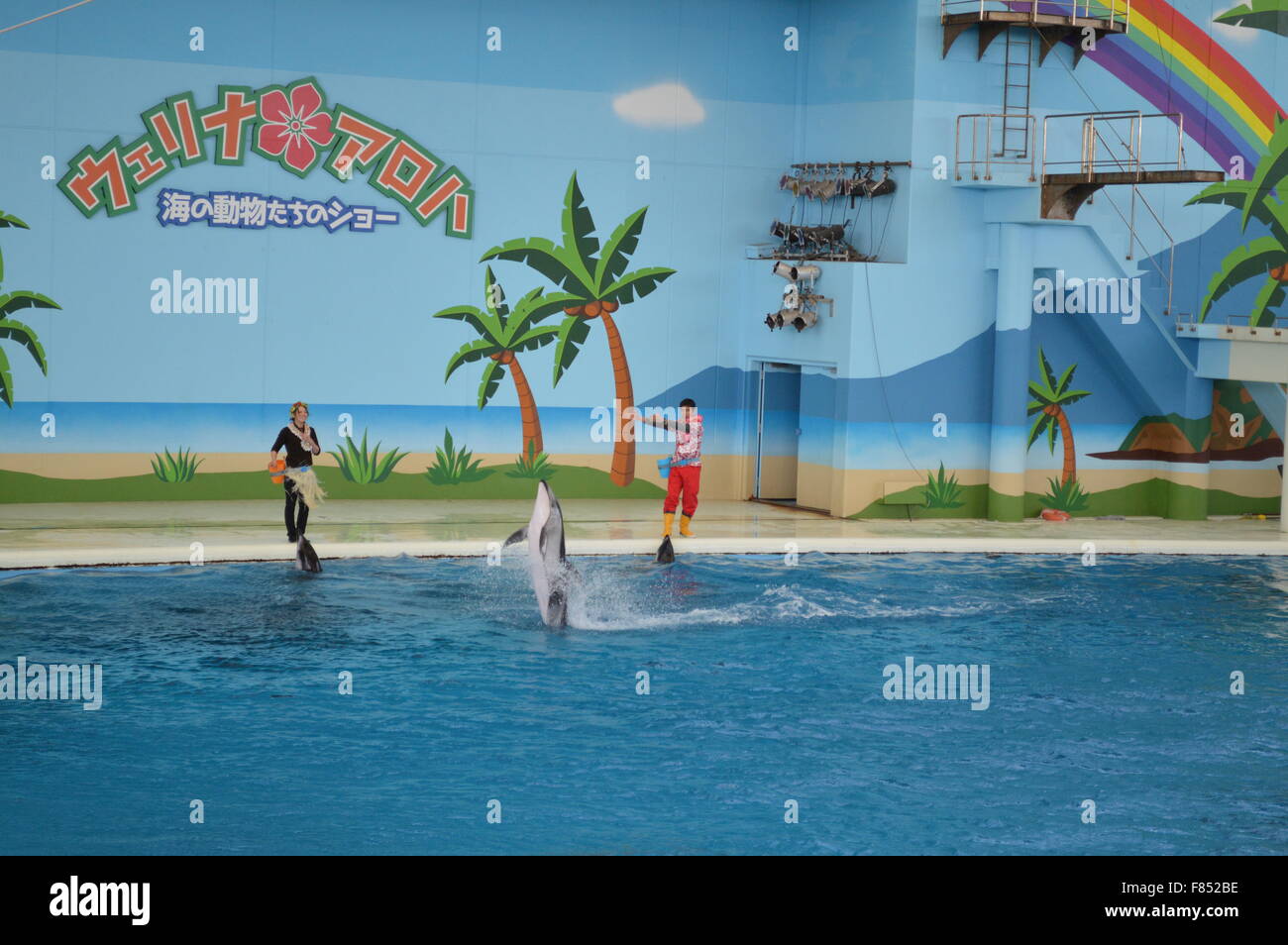 Dolphin dance in Sea aquarium: Biggest collection of fishes and sea ...