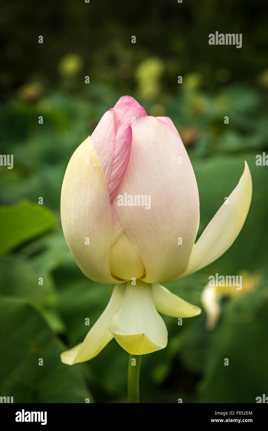 Lotus Flower Bud (Nelumbo nucifera Stock Photo - Alamy
