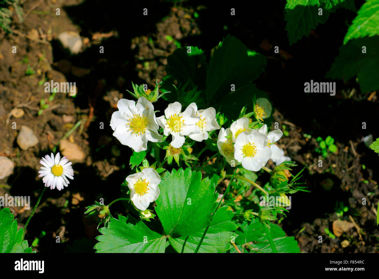 Jam jar wild flowers hi-res stock photography and images - Alamy