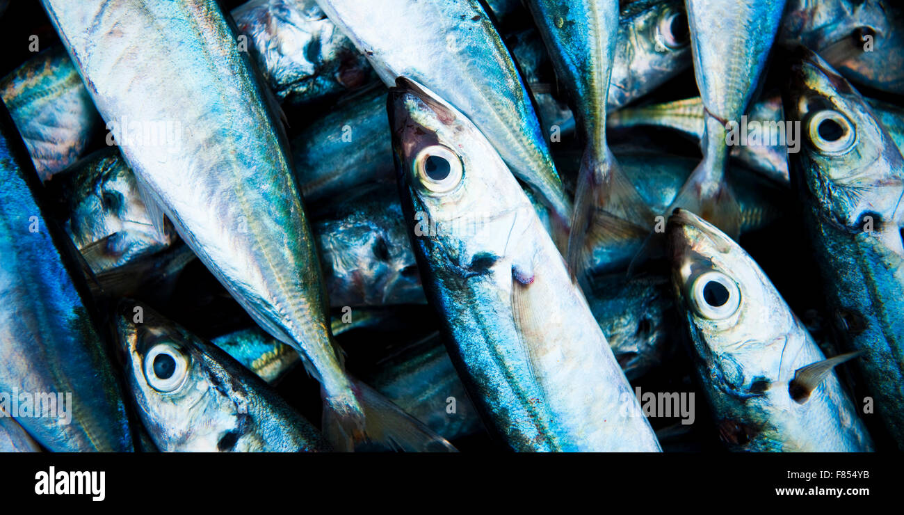School Of Fish Caught Dead Freshness Concept Stock Photo - Alamy
