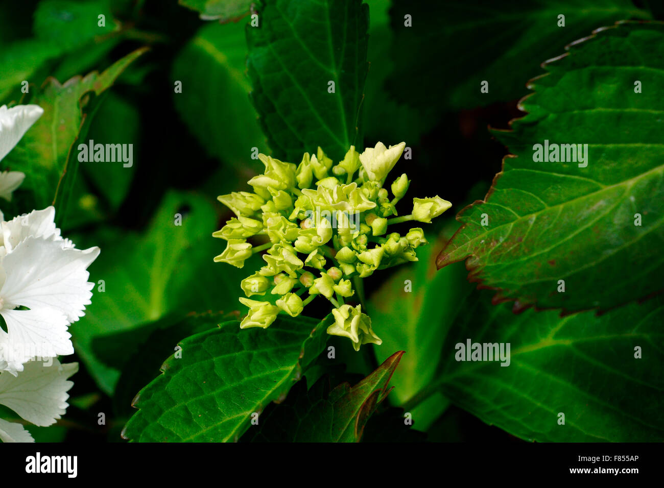 HYDRANGEA, STARTING TO SPROUT Stock Photo - Alamy