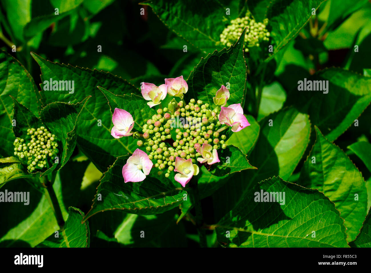 Eastern red bud trees hi-res stock photography and images - Alamy