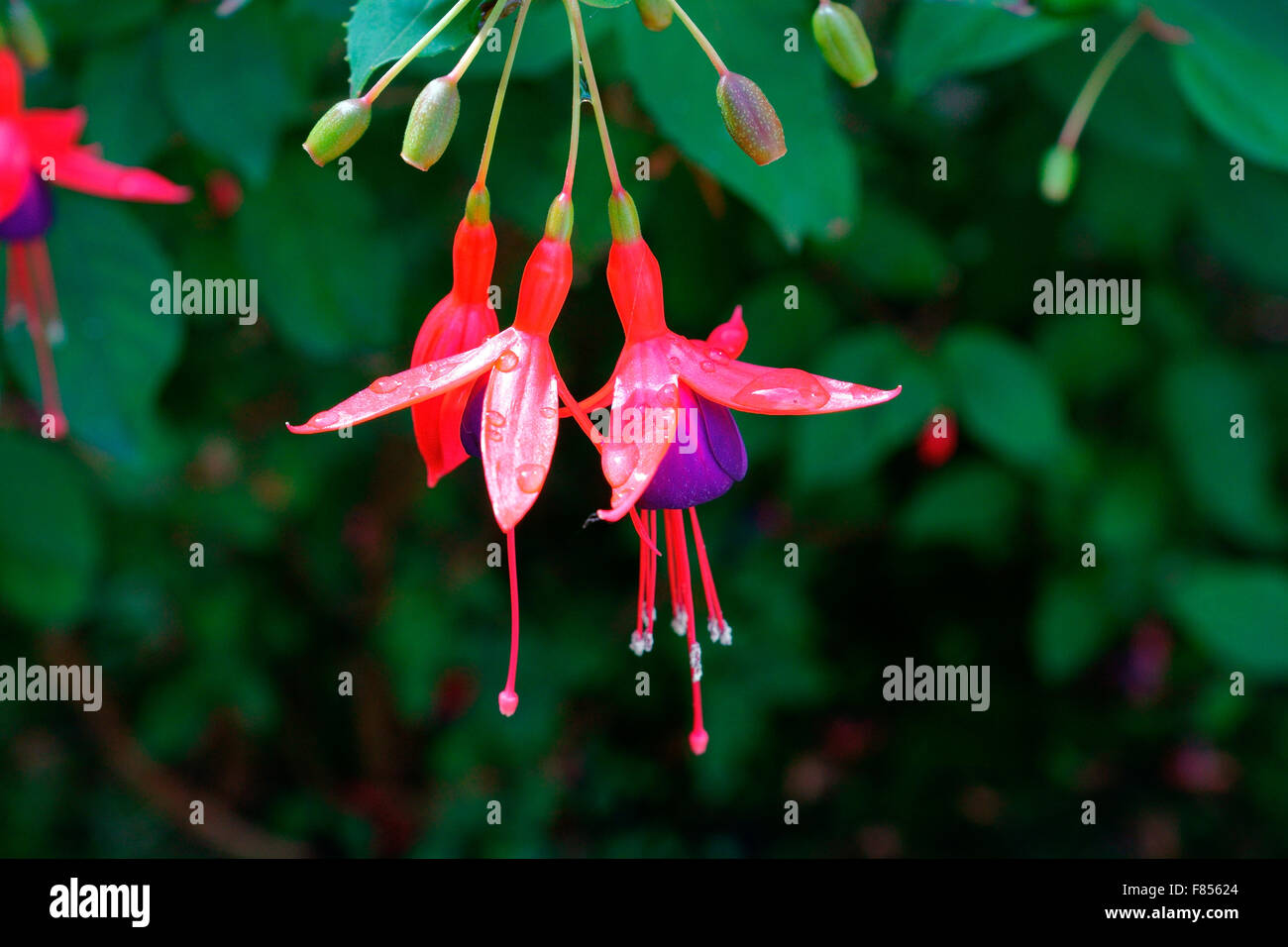 Fuchsia berry plant hi-res stock photography and images - Alamy