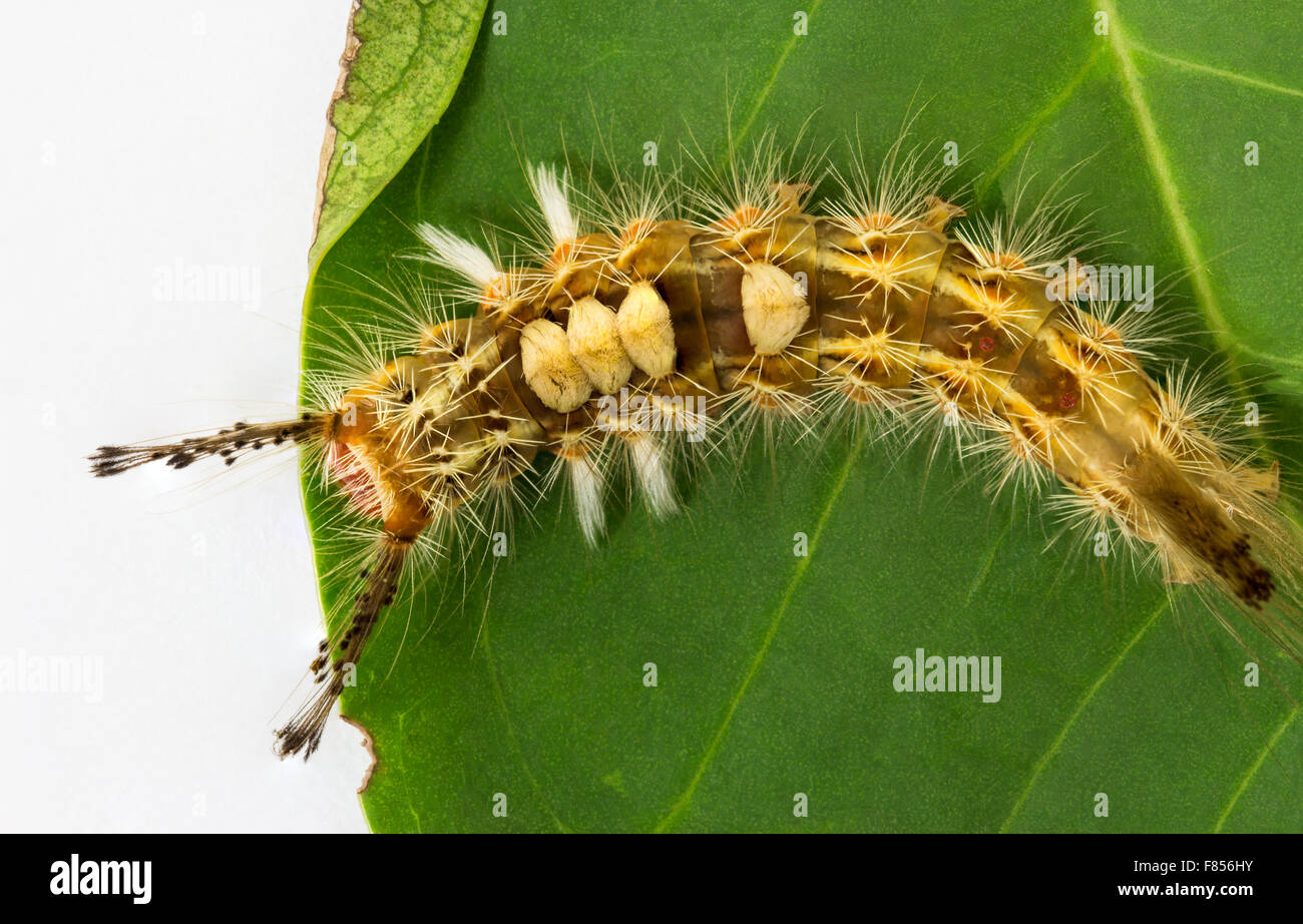Hairy caterpillar hi-res stock photography and images - Alamy