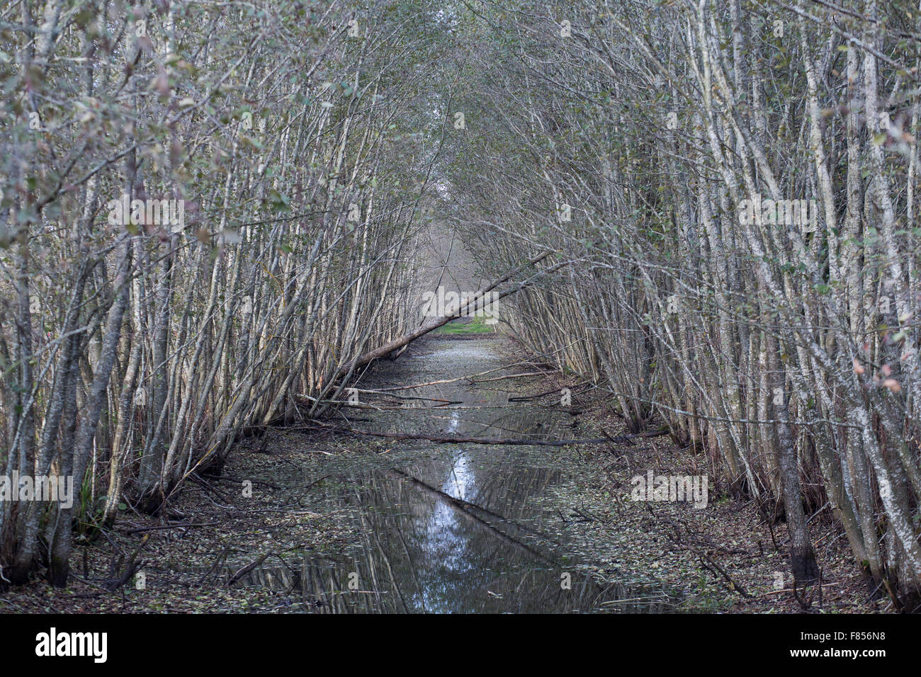 Creek between bushes at the swamp Stock Photo - Alamy