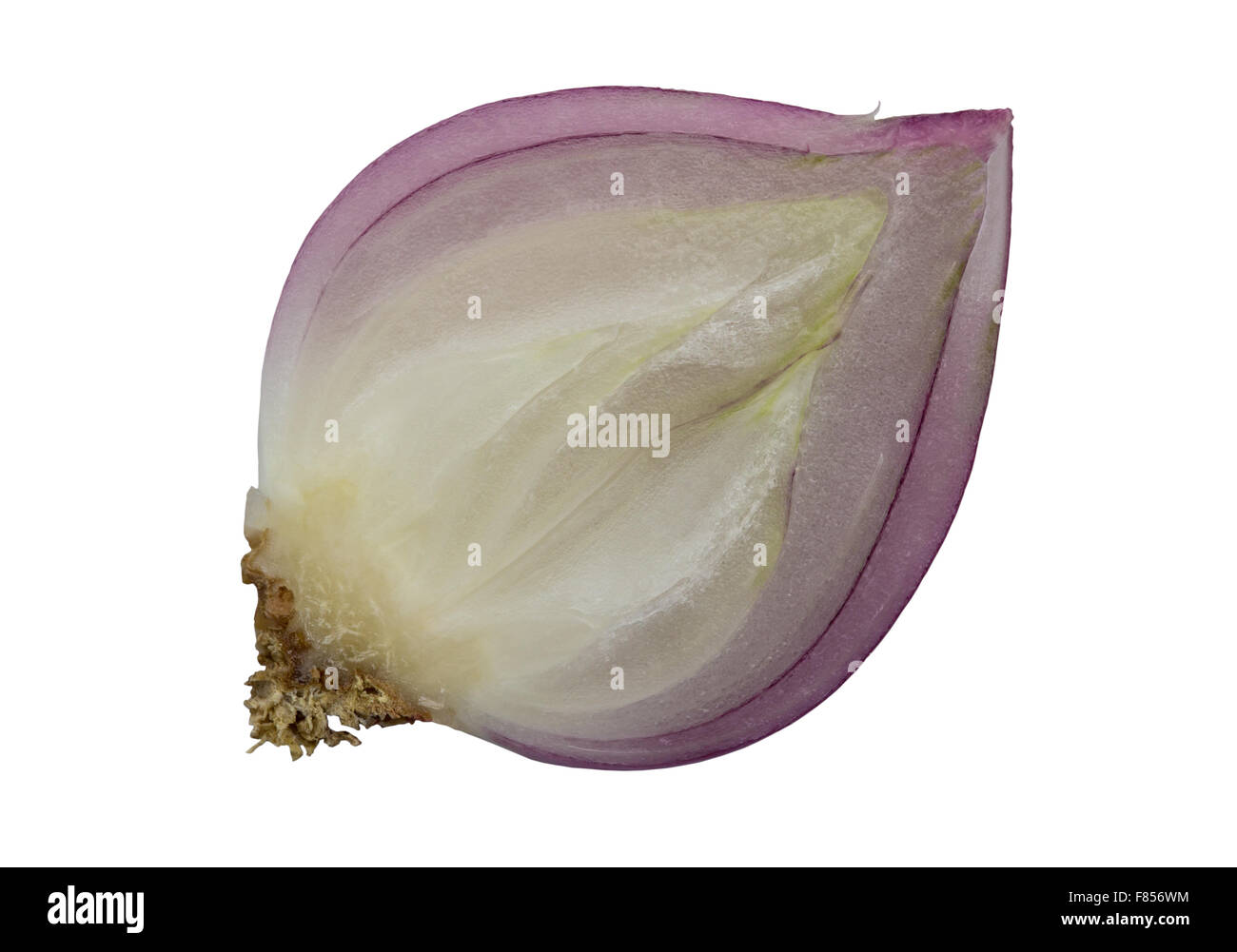 Purple onion isolated on white background and clipping path Stock Photo ...