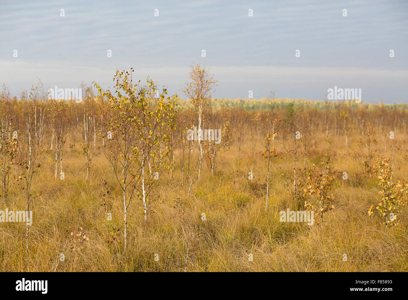 Swamp field hi-res stock photography and images - Alamy